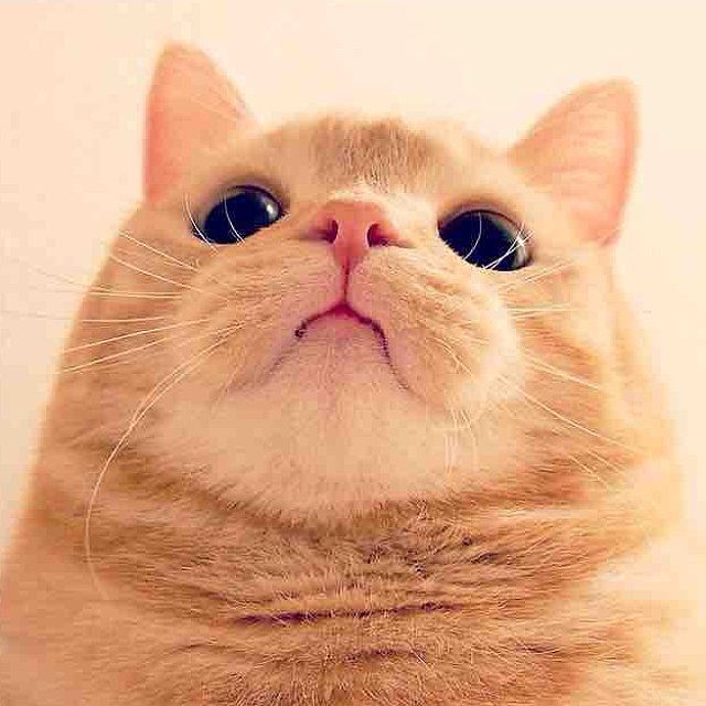 Selfie Picture Trick POPSUGAR Tech selfie-picture-trick-popsugar-tech