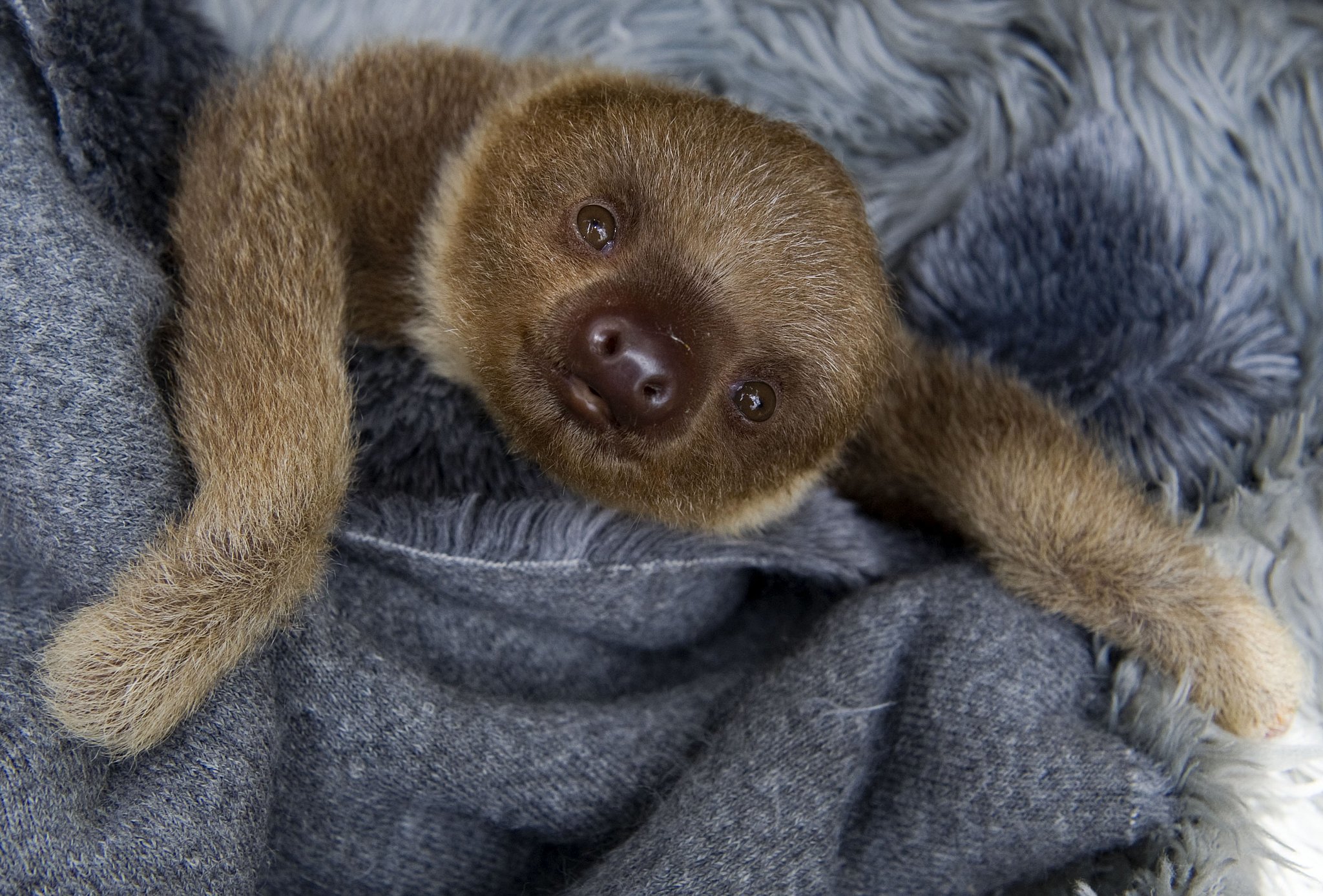 The Smile of a Sloth | 29 Photos That Will Make Your Brain Explode With ...
