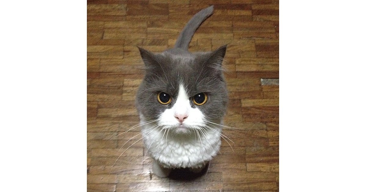 This Cat With the Best Chest Fluff Ever | 25 Glorious Cats That Make ...