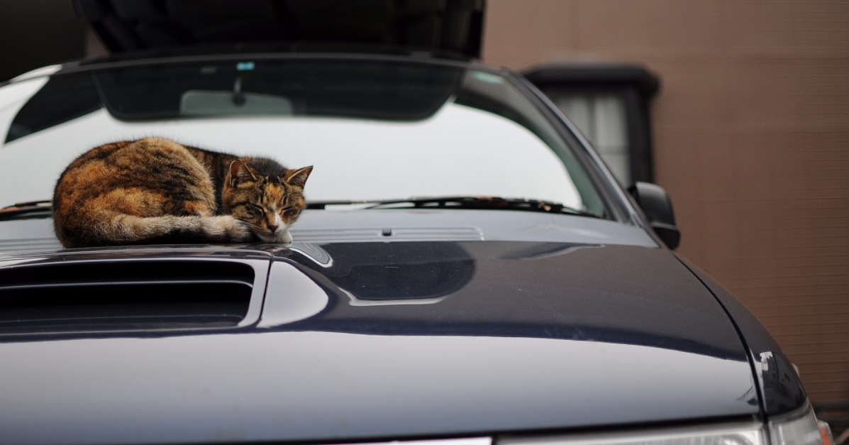 What It's Like to Take Your Cat in the Car | POPSUGAR Pets