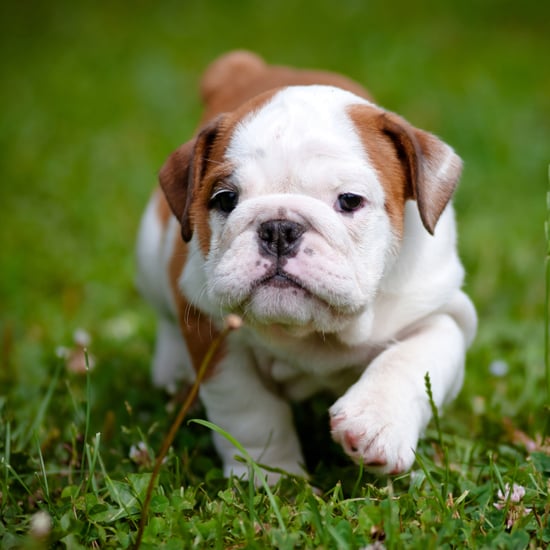 Facts About Bulldogs | POPSUGAR Pets
