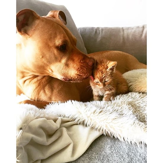 How to Prepare a Cat For a Car Ride | POPSUGAR Pets
