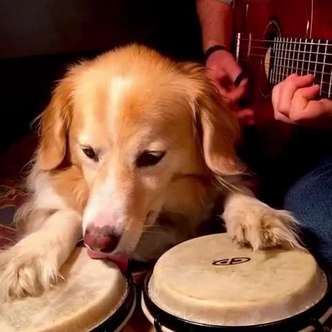 Here's Maple, the Instrument-Playing Dog Who Deserves a Record Deal ...