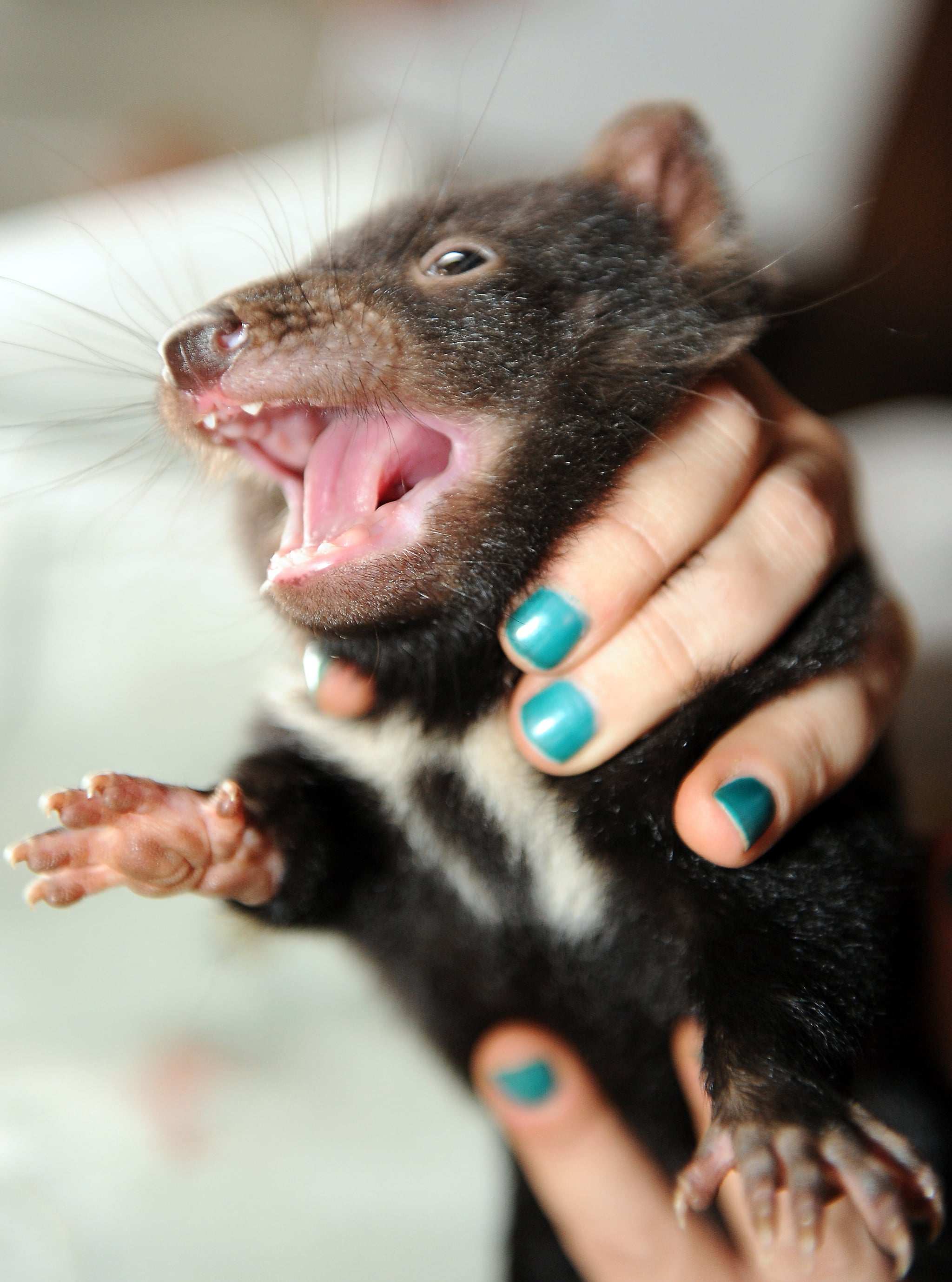 Four Cute Tasmanian Devil Babies Born at the Taronga Zoo! | POPSUGAR Pets