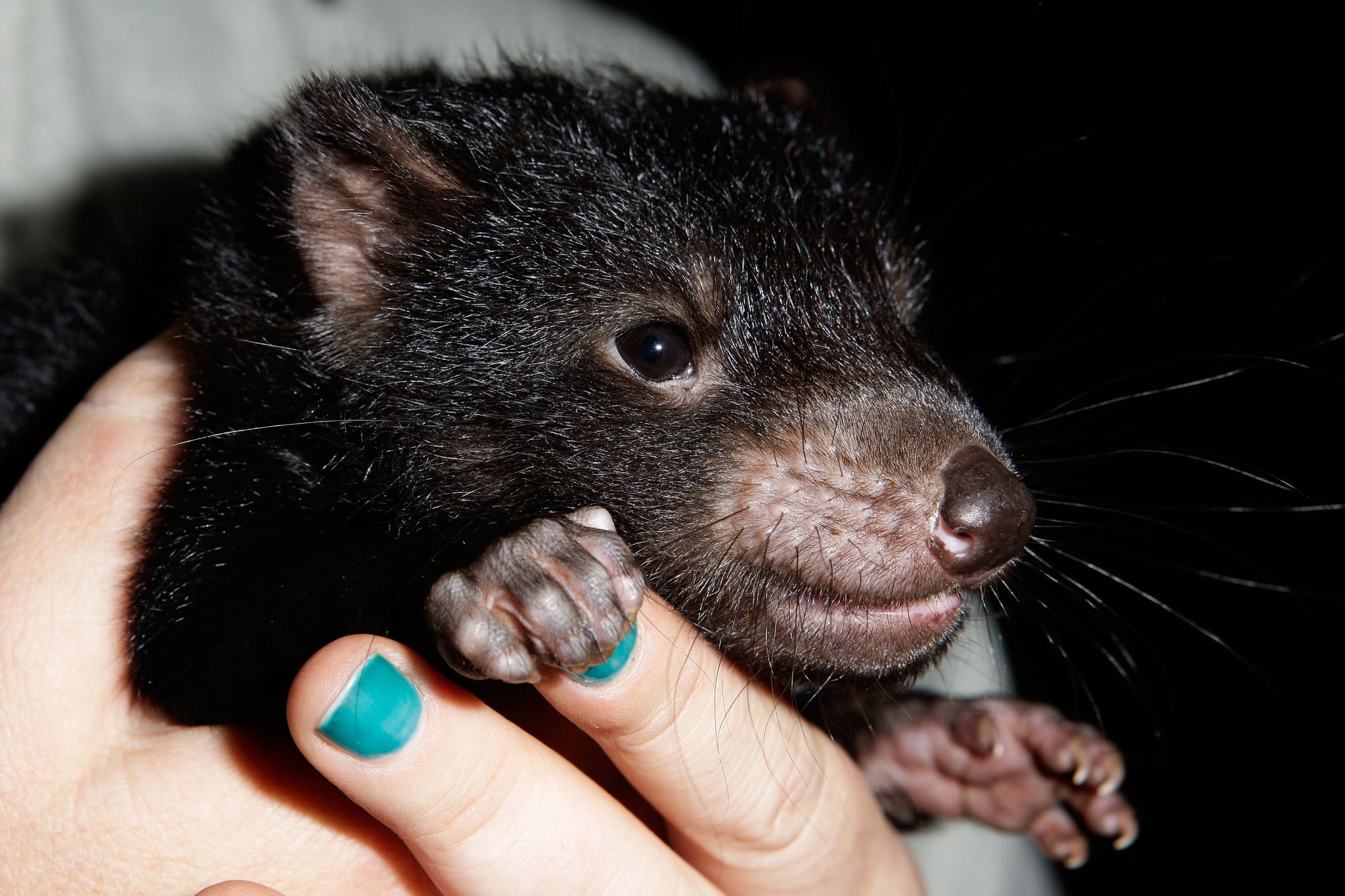 Four Cute Tasmanian Devil Babies Born at the Taronga Zoo! | POPSUGAR Pets